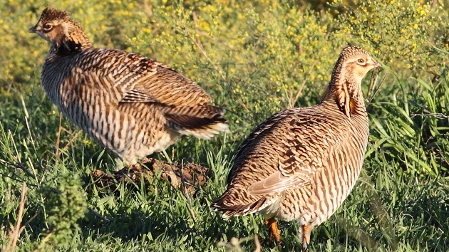 Attwaters prairie chicken Texas National Wildlife Refuge - Enbridge Inc.
