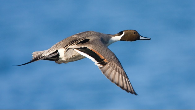Getting ducks in a row: Restoring critical habitat for waterfowl in ...