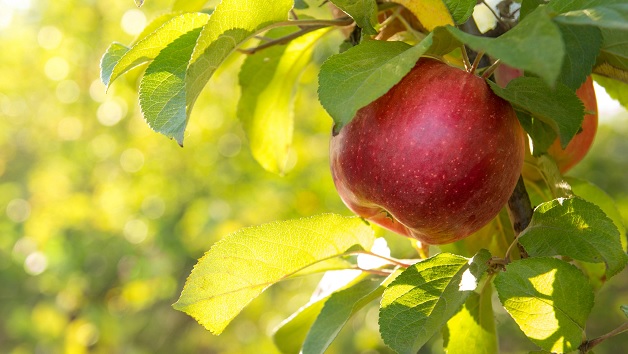 New orchard initiative bears fruit for education and healthy living ...