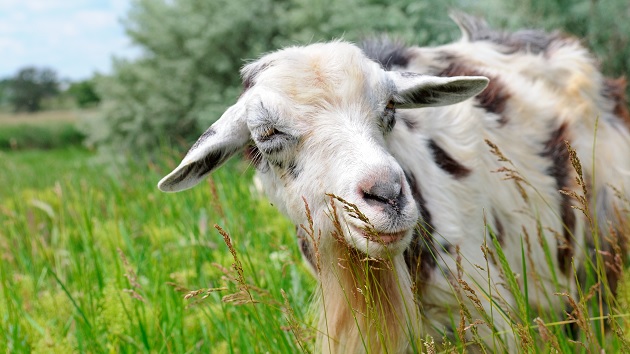 Tackling oak savanna restoration with live ‘mowing machines’ - Enbridge ...