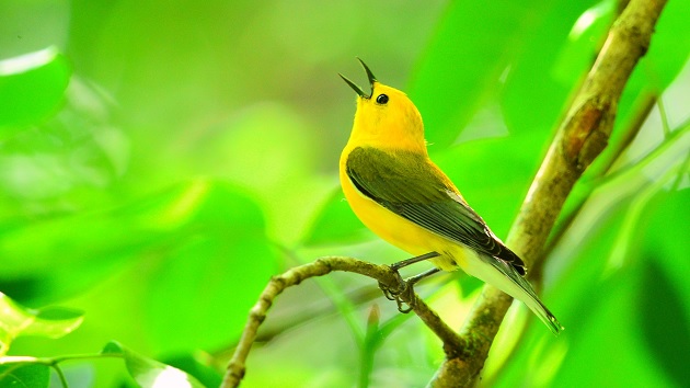 Conservation and stewardship get a boost in the bottomlands - Enbridge Inc.