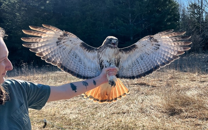 Data gathered on raptors important to wildlife, environment - Enbridge Inc.